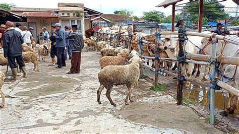 Harga Domba Jantan AMBYAR Domba Siapan Qurban Di Obral YouTube