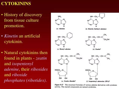 Ppt Kinetin An Artificial Cytokinin Powerpoint Presentation Free