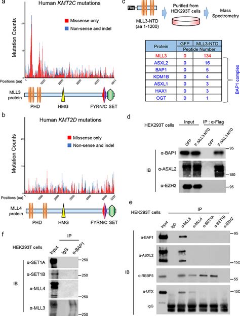 Resetting The Epigenetic Balance Of Polycomb And Compass Function At