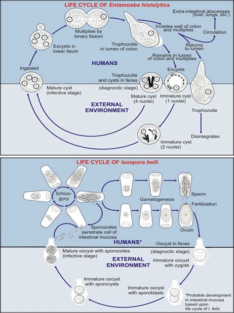 Entamoeba Histolytica Life Cycle