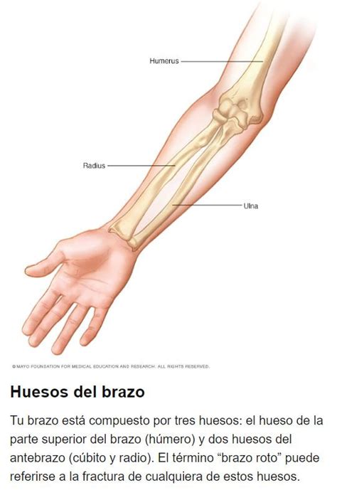 Entendiendo la diferencia entre cúbito y radio dos huesos clave en el