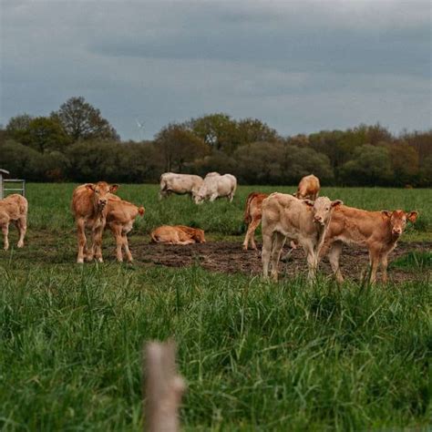 Herd Of Goats On Green Grass Field During Daytime Sliding Puzzle On