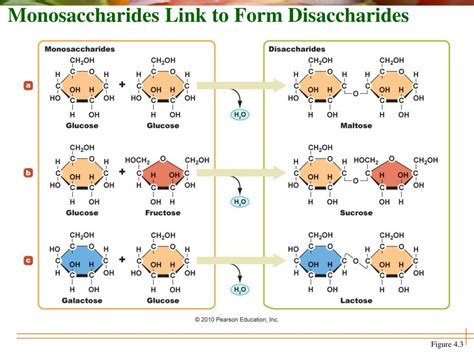Ppt Chapter 4 Carbohydrates Sugars Starches And Fiber Powerpoint