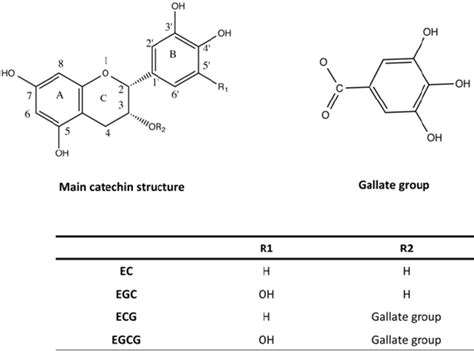 Chemical Structure Of The Main Green Tea Catechins The Major Catechins