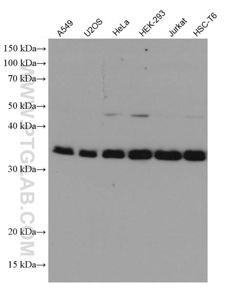 Ppp2ca Antibody 67809 1 Ig Proteintech