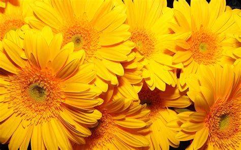 [800 ] Yellow Aesthetic Pictures