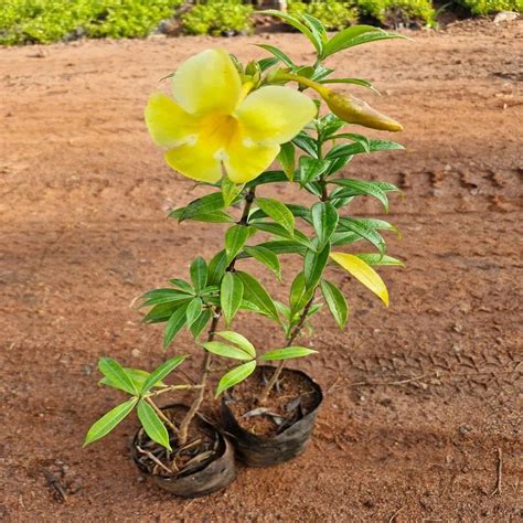Green 16 Inches Mini Alamanda Flowering Plant At ₹ 12piece In Rajahmundry Id 2855509865655