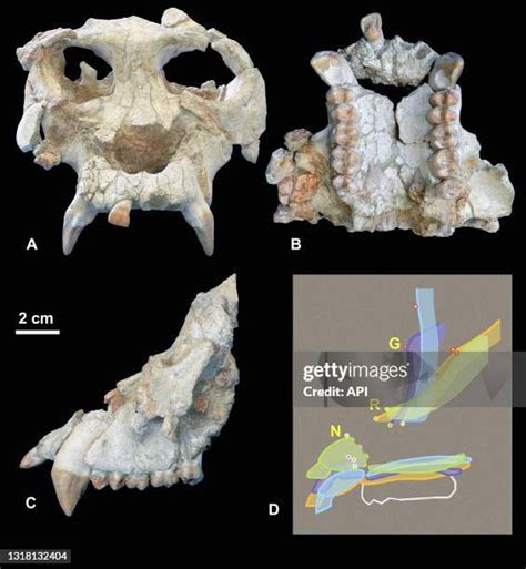 Hominoids Photos And Premium High Res Pictures Getty Images