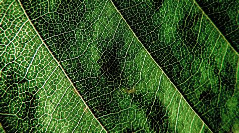 Ip And Dwdm Networks Miriquidi Networks