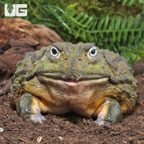 Giant Pixie Frogs For Sale Underground Reptiles