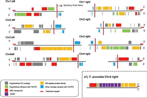 Genes In The Subtelomeric Region Of Each Chromosome Annotation Of The Download Scientific