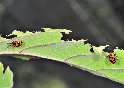9 Spotted Leaf Beetle Phyllocharis Cyanicornis