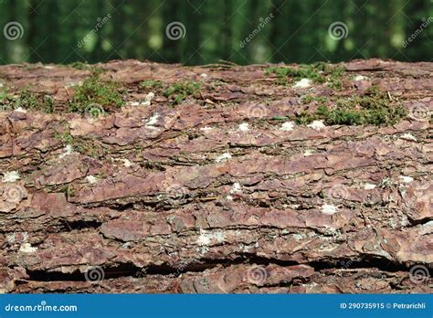 White Sawdust Or Frass Tubes From Ambrosia Beetle On Tree Trunk Stock