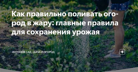 Как правильно поливать огород в жару главные правила для сохранения урожая Антонов сад дача