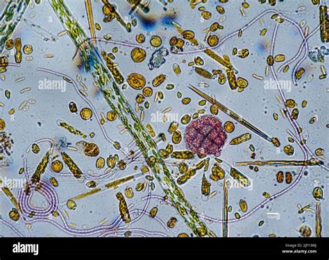 Microscopic Algae