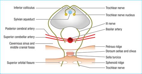 Trochlear Nerve Pathway