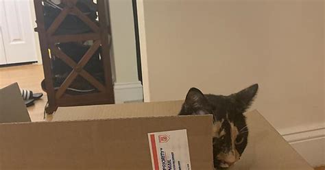 Cat Boxes Album On Imgur