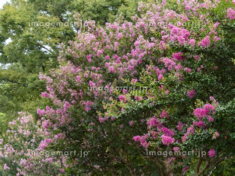 鮮やかな色の花が咲く百日紅の木の写真素材 229930560 イメージマート