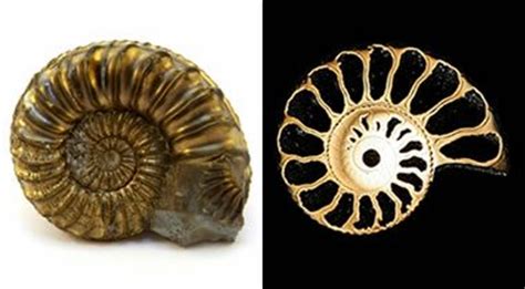 Pyrite Mineral Uses And Properties