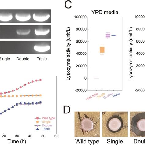 Construction Of Human Lysozyme Secreting S Boulardii A Insertion Of Download Scientific