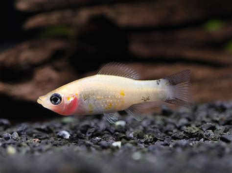 Leopard Molly Poecilia Sphenops Tank Bred Aquatic Arts