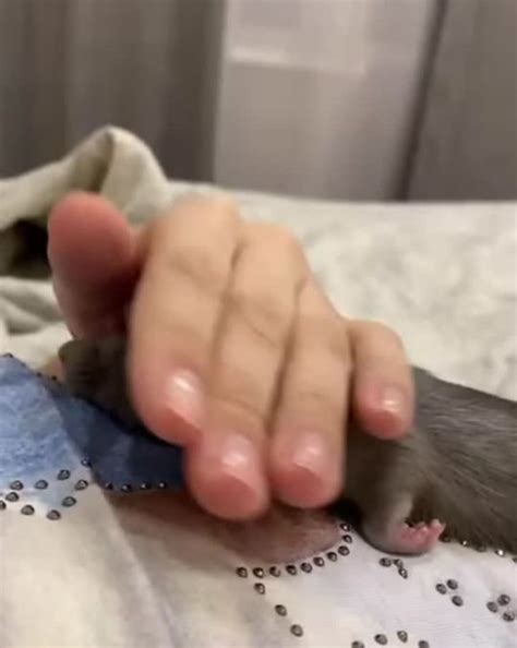 Post 735729475210428416 Uwu Uwu Uwu Uwu Uwu Uwu Uwu