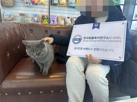 브리티쉬숏헤어 유미 대형견임시보호 소형견임시보호 고양이임시보호 유기견특징 유기묘특징 강아지특징 소형견특징 중형견특징 대형견특징 말티즈특징 말티푸특징 비숑프리제특징 미니