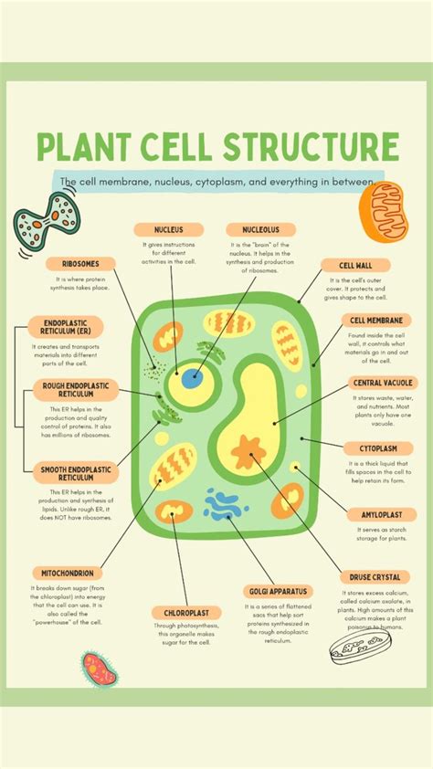 Cell Internal Estructure Cells Project Plant Cell Structure Plant