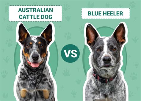 Blue Heeler Dog