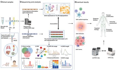 Decoding B Cells In Autoimmune Diseases Through Scrna Bcr Seq