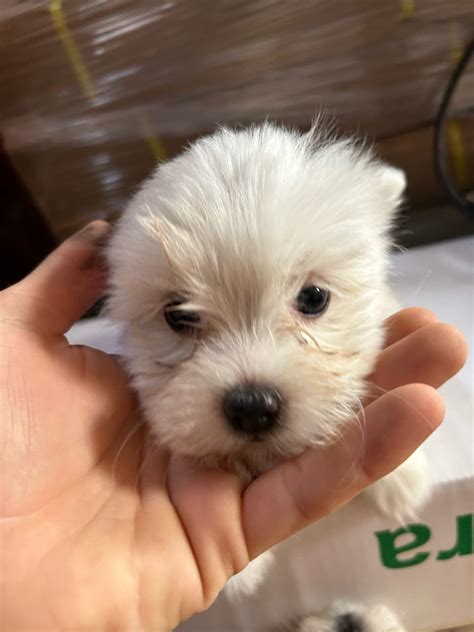 Štenci Mini Maltezer