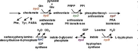 Figure 1 From Rna Based Regulation Of Genes Of Tryptophan Synthesis And