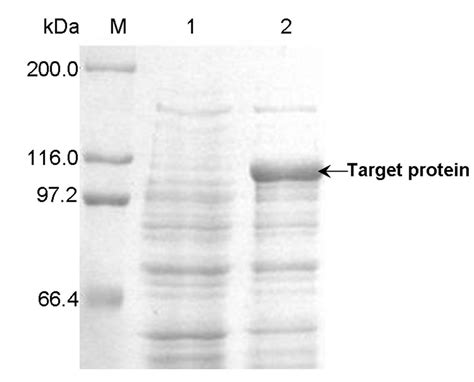 Sds Page Analysis Of Pul Expression In E Coli Bl21de3pet 20b Pul