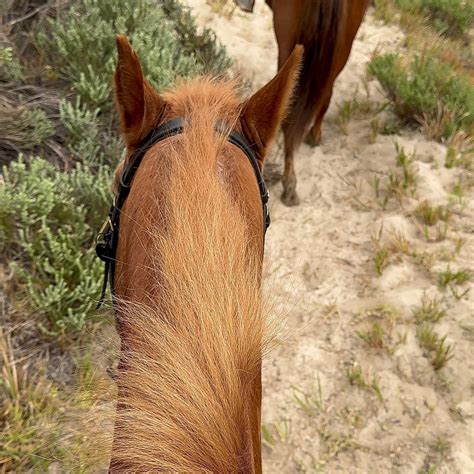 Cintsa Horses Chintsa West Afrika Selatan Review Tripadvisor
