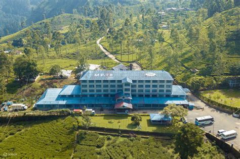 Tea Factory Exploration And Tea Tasting Tour Klook Estados Unidos