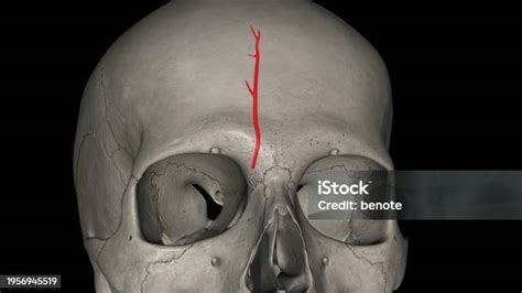 The Supratrochlear Artery Is One Of The Terminal Branches Of The