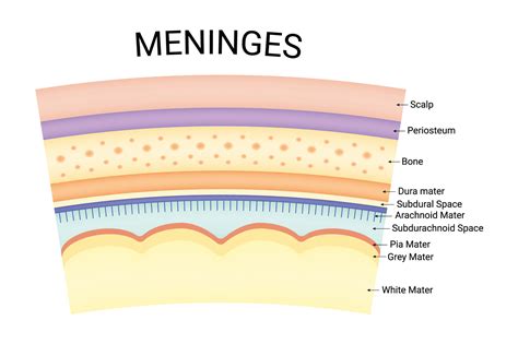 Meninges Science Design Vector Diagram Graphic By Hamjaiu · Creative