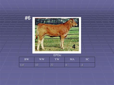 Ppt Beef Cattle Selection Selecting Feeder Cattle Breeding Heifers