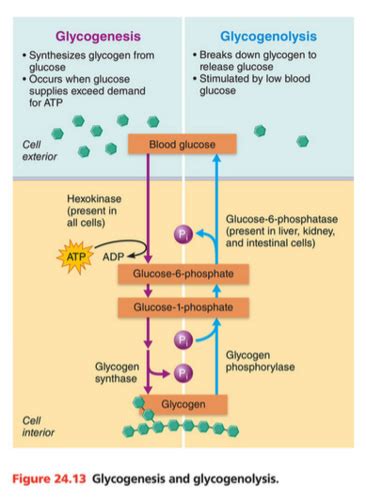 Biology CH 24 Key Terms Definitions On Metabolism Flashcards Quizlet