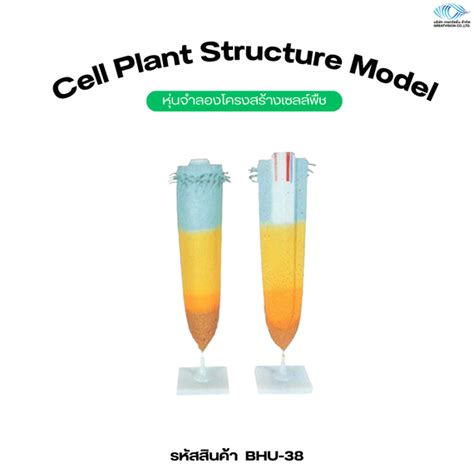 หุ่นจำลองรากพืชใบเลี้ยงคู่ Dicot Root Tip Model