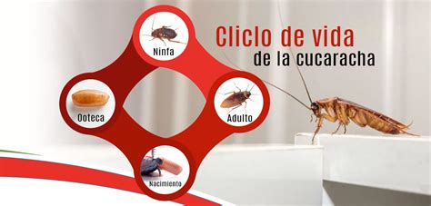Ciclo De Vida De Las Cucarachas 】conócelo Para Su Control