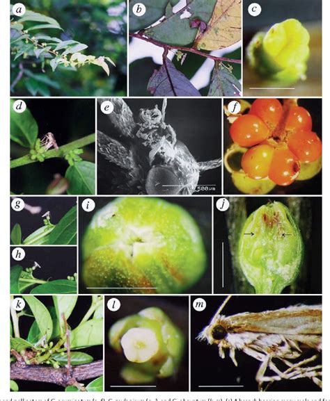 Figure 1 From An Obligate Pollination Mutualism And Reciprocal