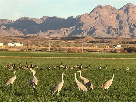 Imperial National Wildlife Refuge Yuma All You Need To Know Before