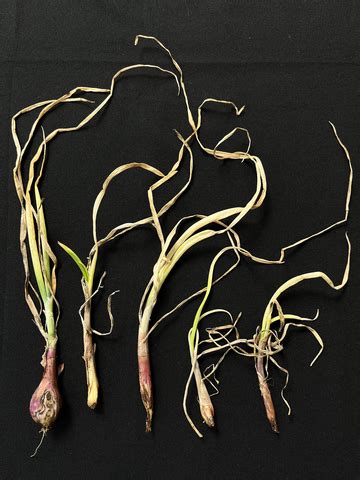 Onion Plants Showing Typical Basal Rot Symptoms Including Root Decay Download Scientific
