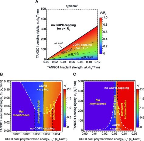A physical mechanism of TANGO1-mediated bulky cargo export | eLife