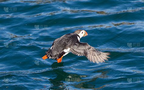 大西洋海鹦北极海鹦低空飞行
