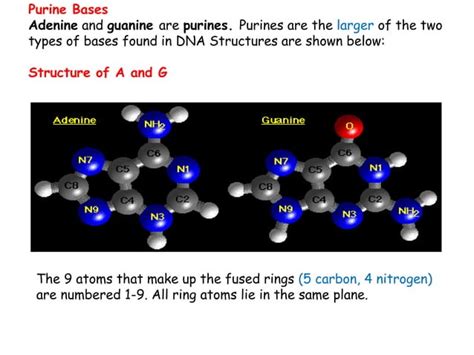 dna structure and function pptx