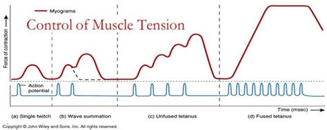 Wave Summation In Muscles