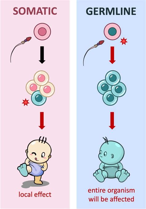 Whats The Difference Between Germline Mutations And Somatic Mutations All Difference