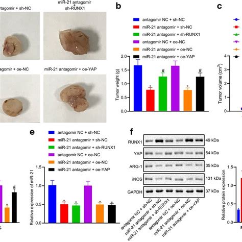 The Effect Of Mir 21runx1yap Axis On Immunosuppressive Ability Of Download Scientific Diagram
